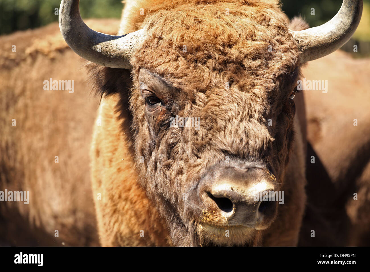 European bison (wisent), Bison bonasus. Location: Wisent reserve Lovce ...