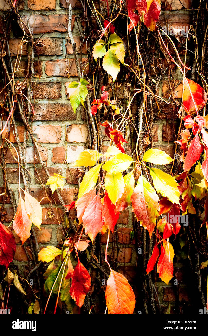 Leaves bricks hi-res stock photography and images - Alamy