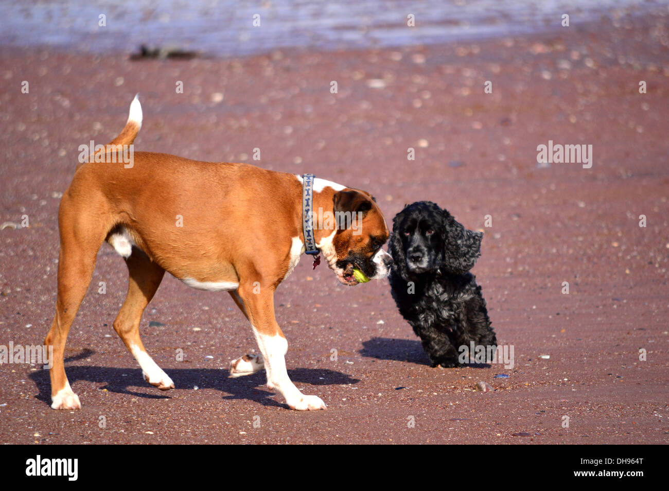 Boxer dog and spaniel playing on sandy beach Stock Photo - Alamy