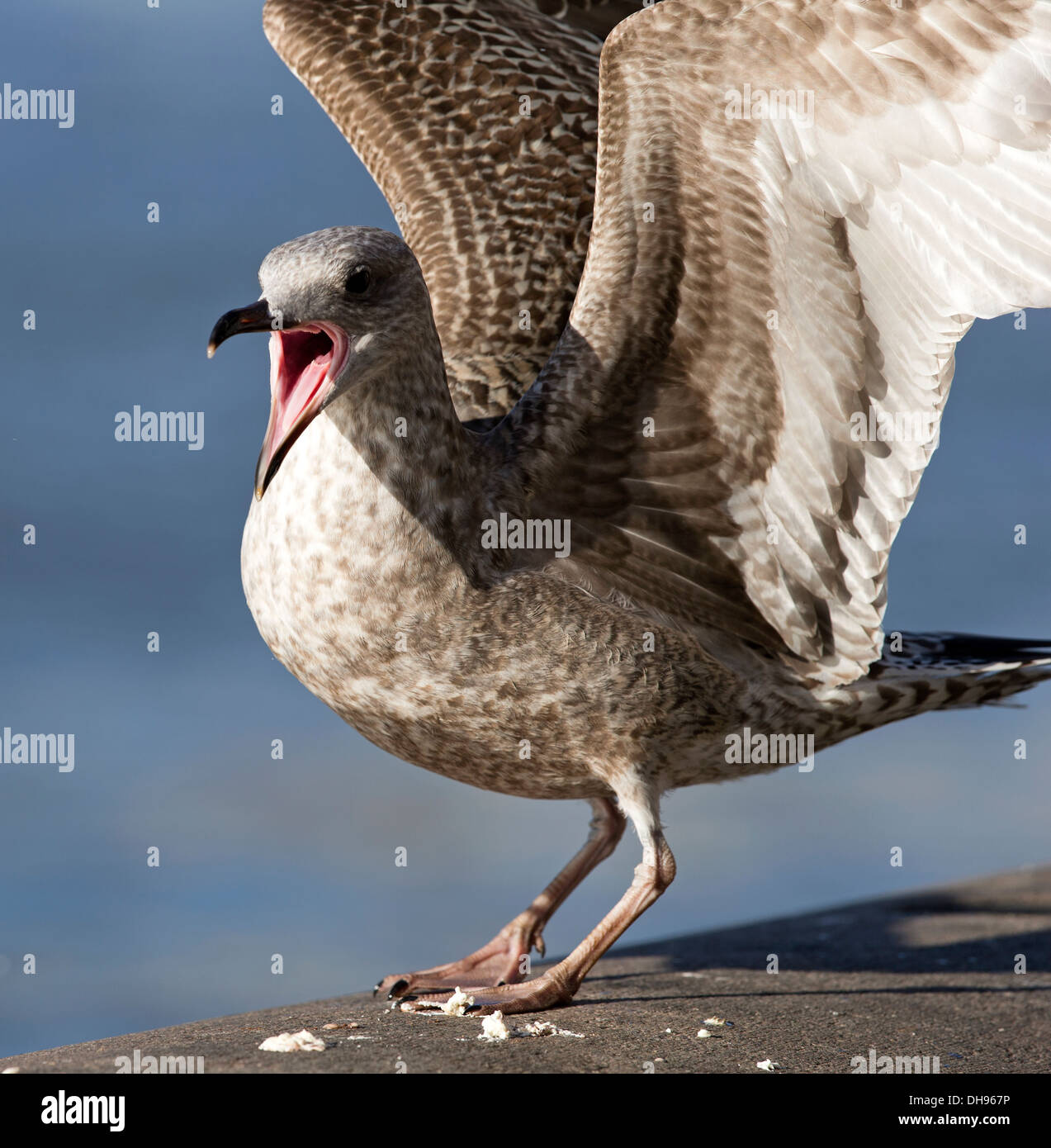 Gull, River Thames, London, England, UK Stock Photo - Alamy