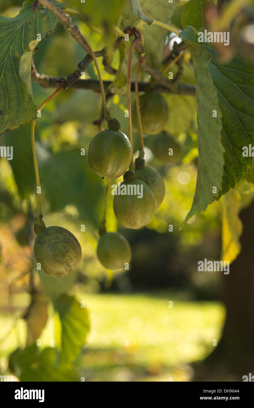 Fruit of dove or handkerchief tree with hanging fruit separated from ...