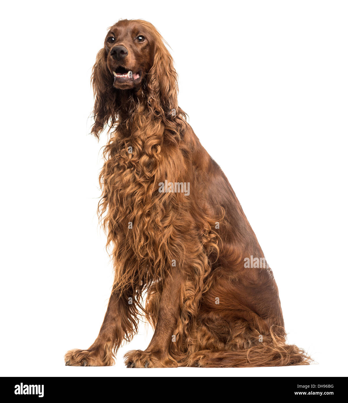 Irish Setter sitting, panting against white background Stock Photo - Alamy