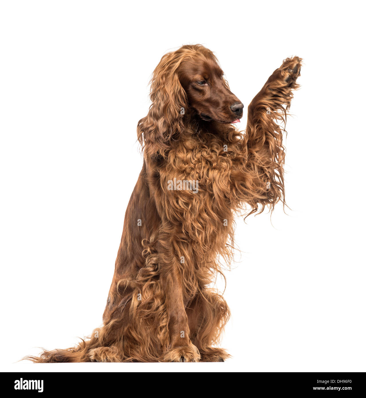 Do Gordon Setter Howl