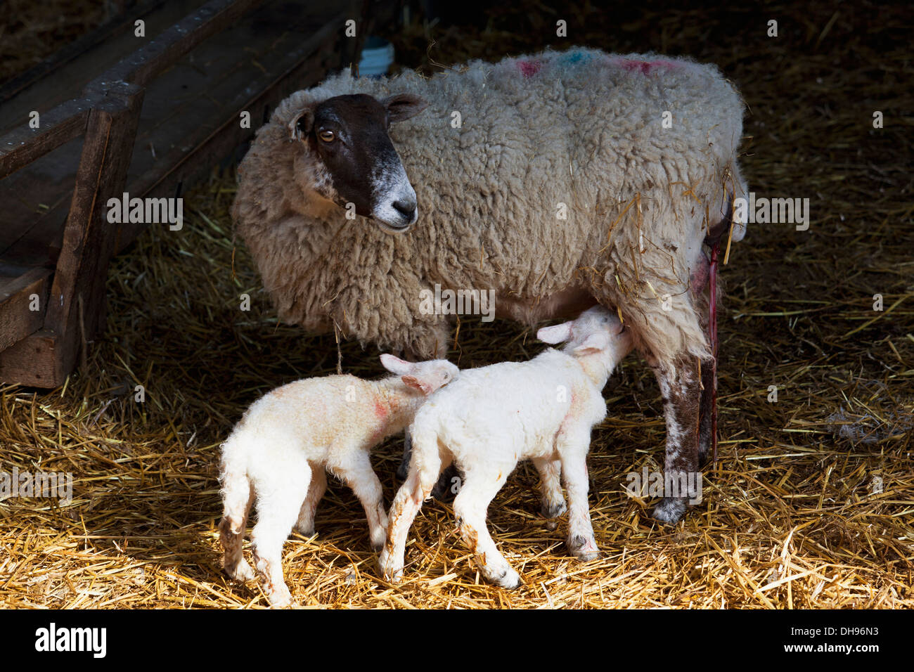Ewe And New Born Spring Lambs On A Farm; Kent, England Stock Photo - Alamy
