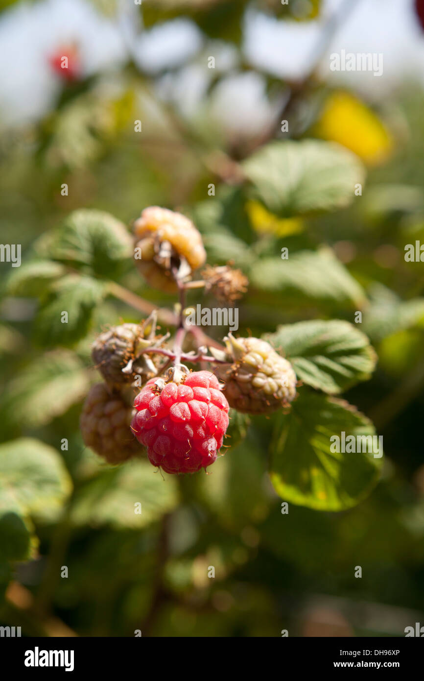 Raspberry picking hi-res stock photography and images - Alamy