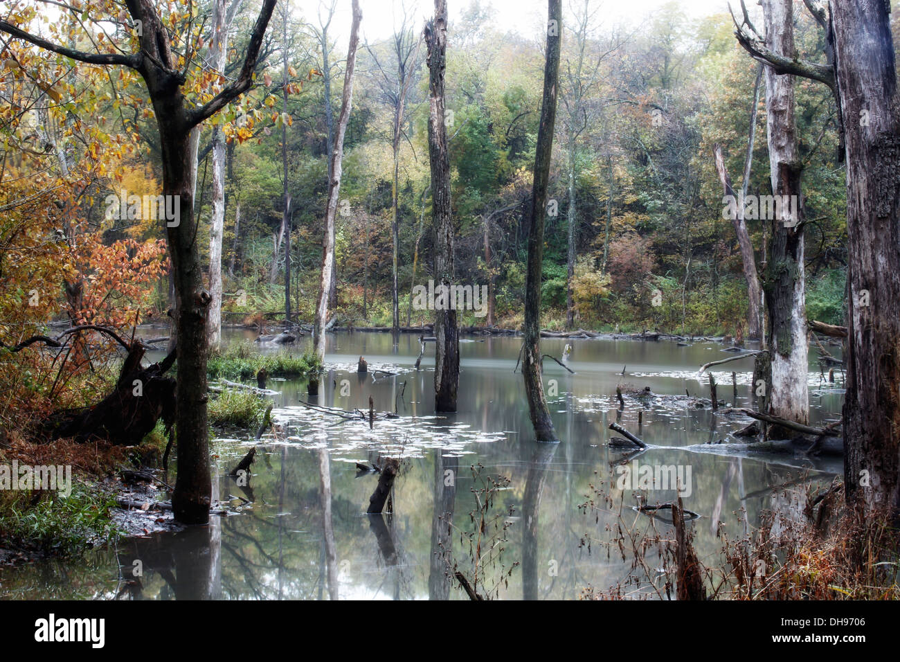 Swamp area with dead trees hi-res stock photography and images - Alamy