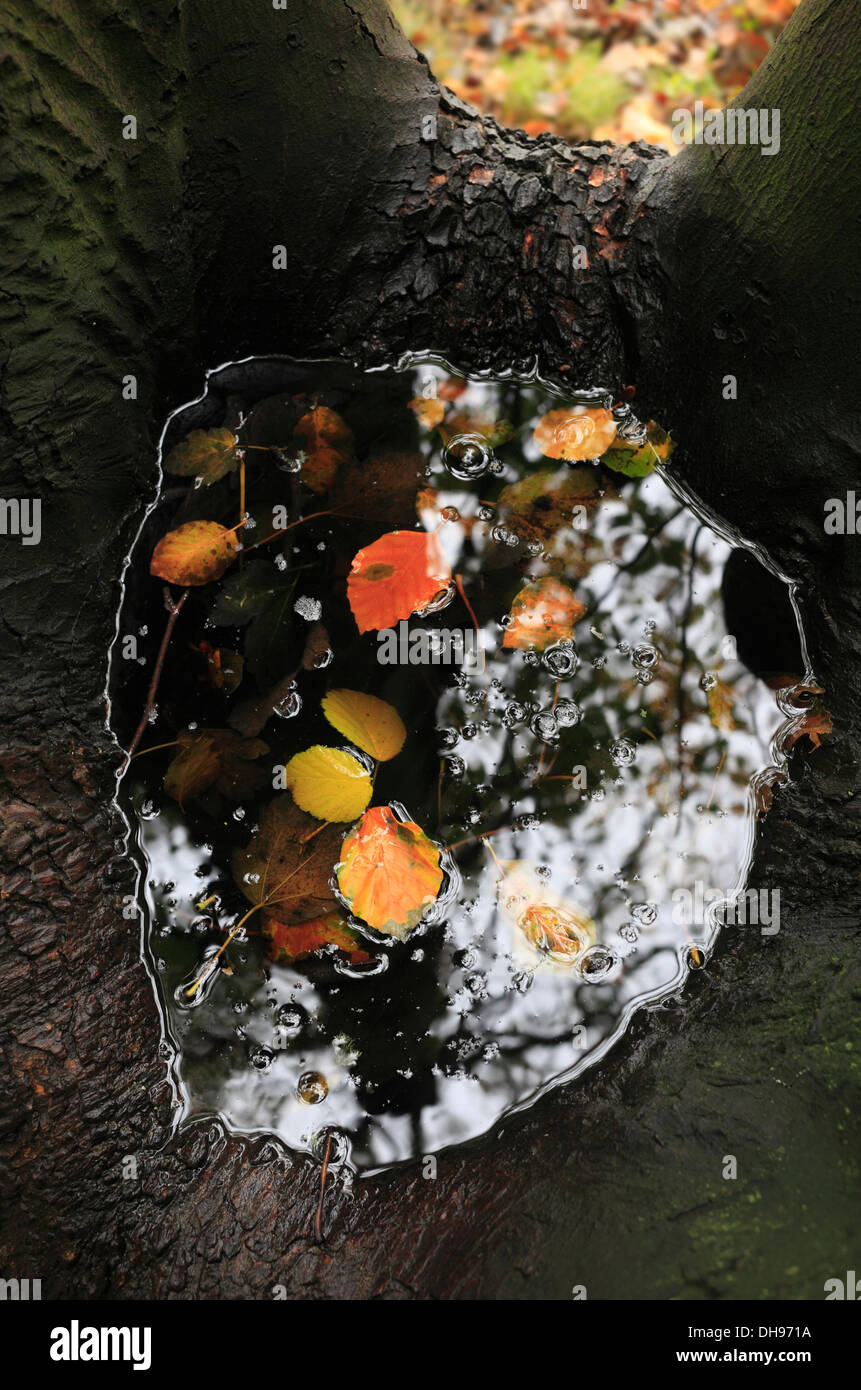 Autumn leaves held in a pool of water within the boughs of a tree Stock ...