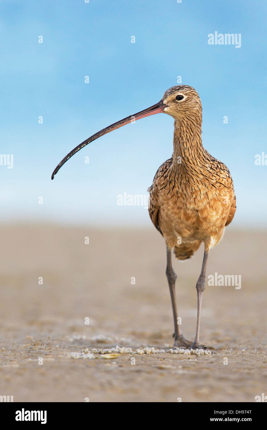 Female Long-billed Curlew (Numenius americanus) - Fort Desoto, Florida ...