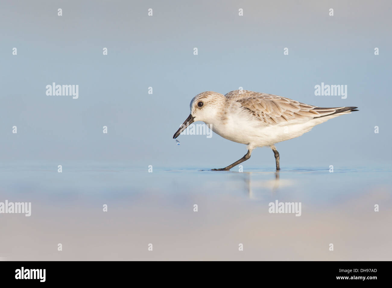 Sanderling () with water drop - Fort Desoto, Florida Stock Photo - Alamy