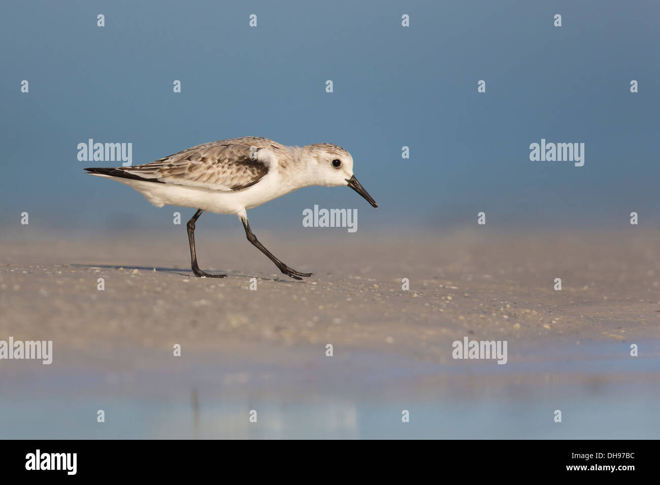 Sanderling (Calidris alba) - Fort Desoto, Florida Stock Photo - Alamy