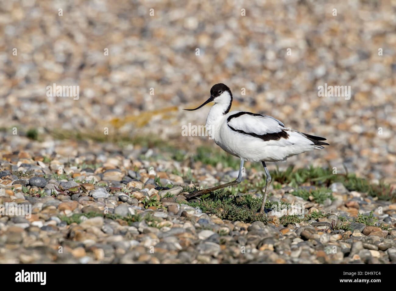Black and white avocet hi-res stock photography and images - Alamy