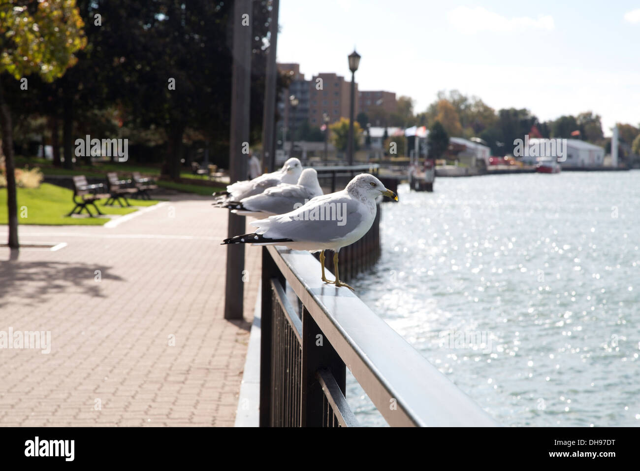 Riverside bird hi-res stock photography and images - Alamy