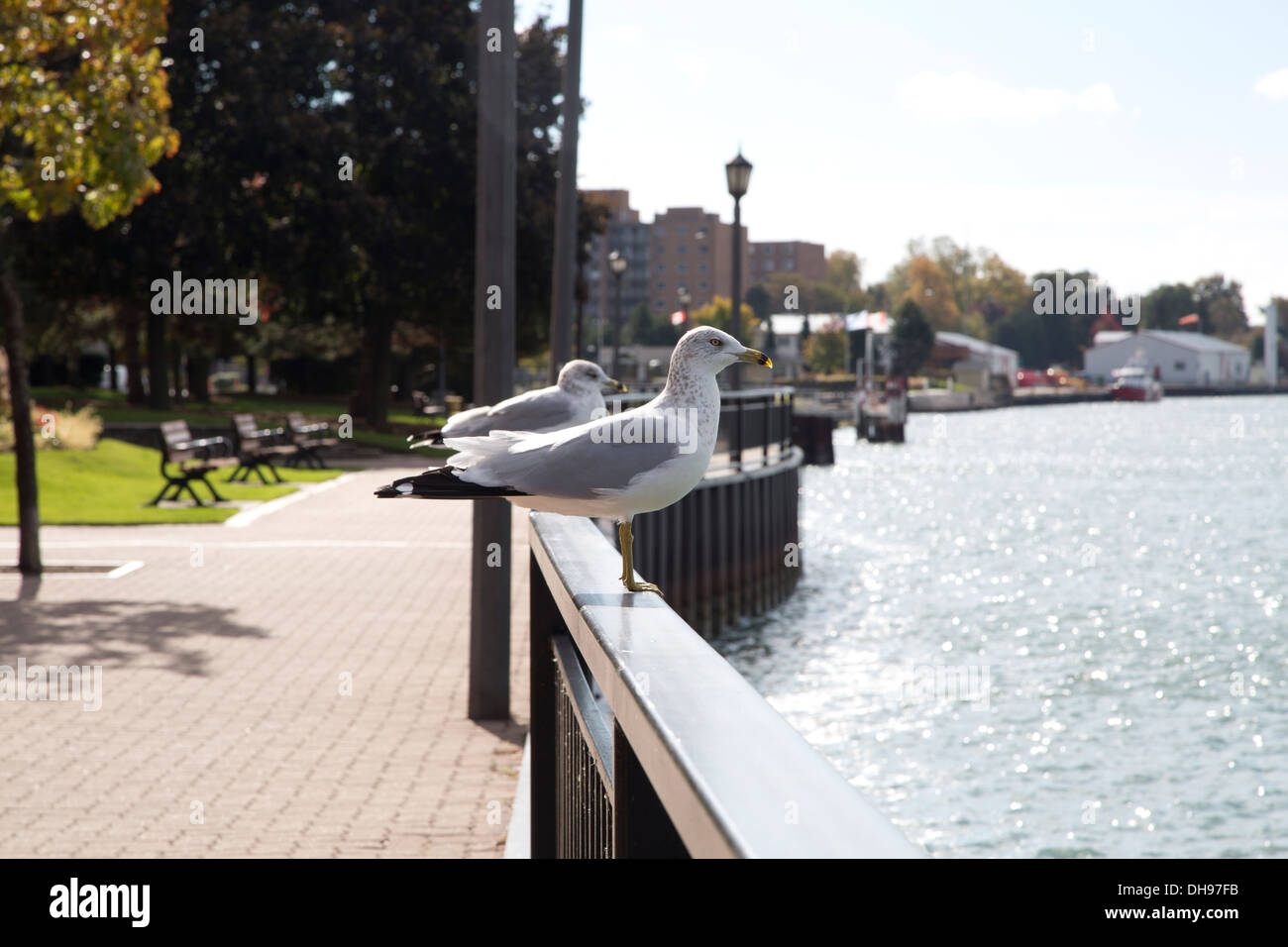 Riverside bird hi-res stock photography and images - Alamy