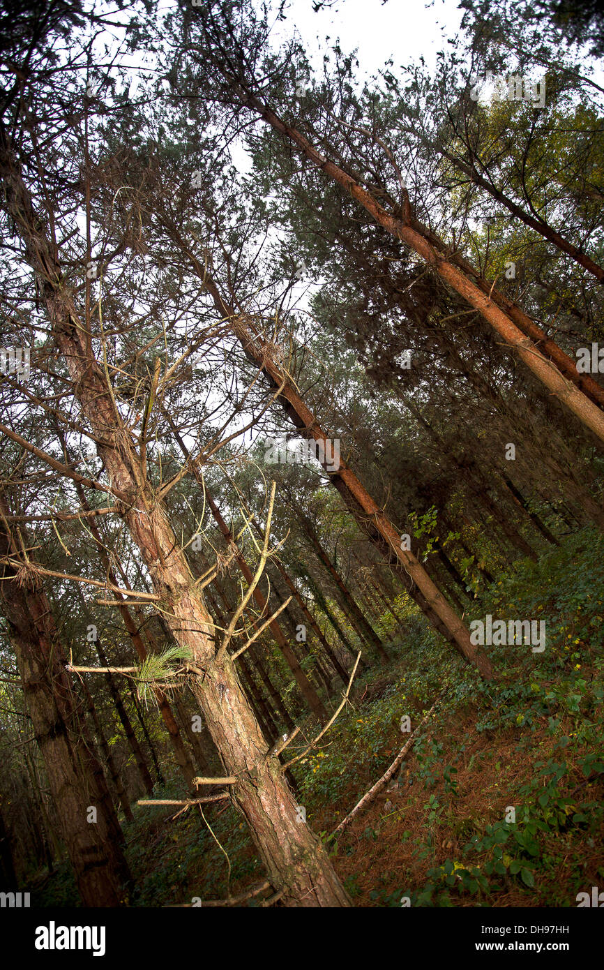 Old trees in a forest Stock Photo - Alamy