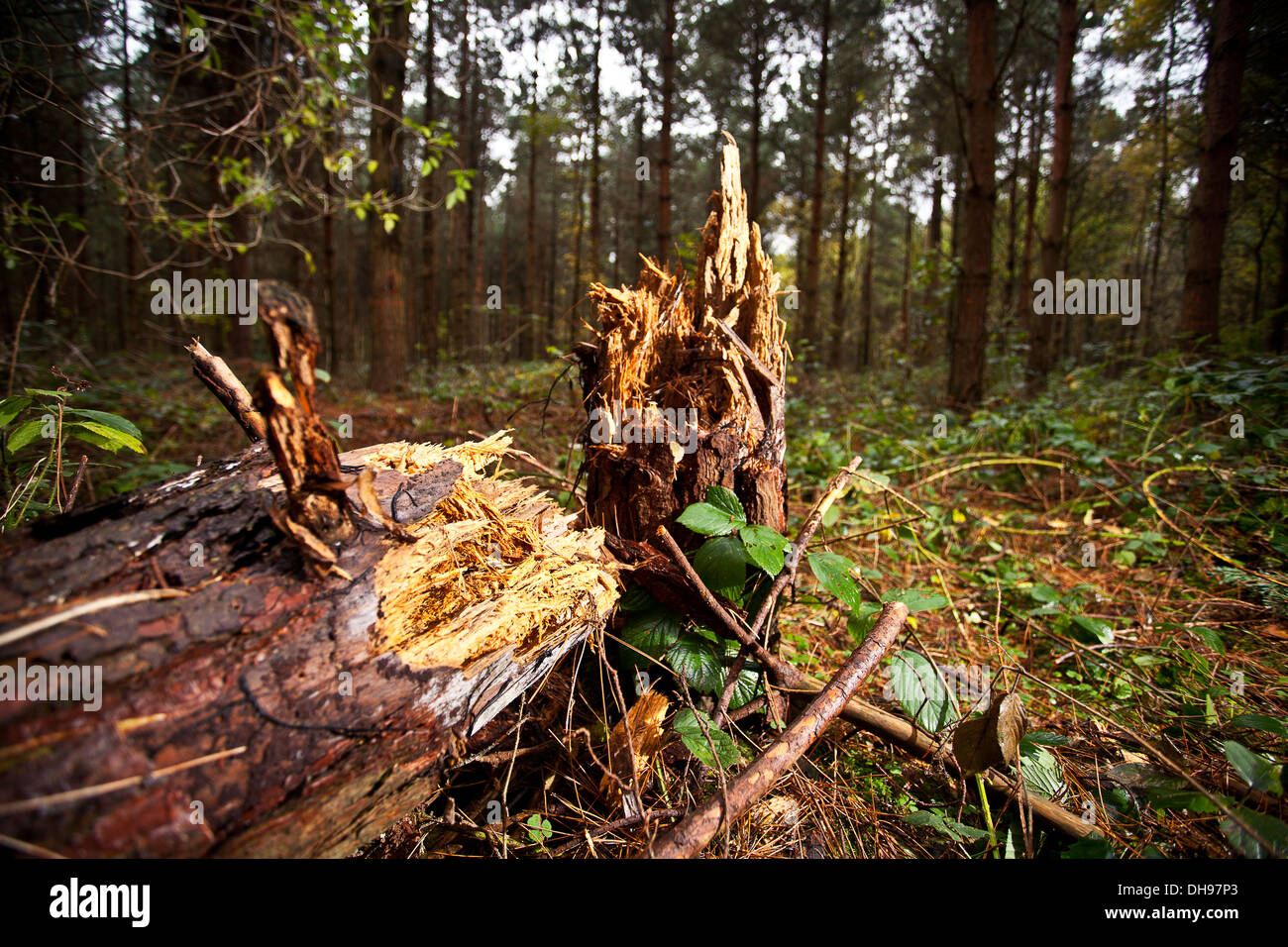 Fallen tree with split bark & wood Stock Photo - Alamy