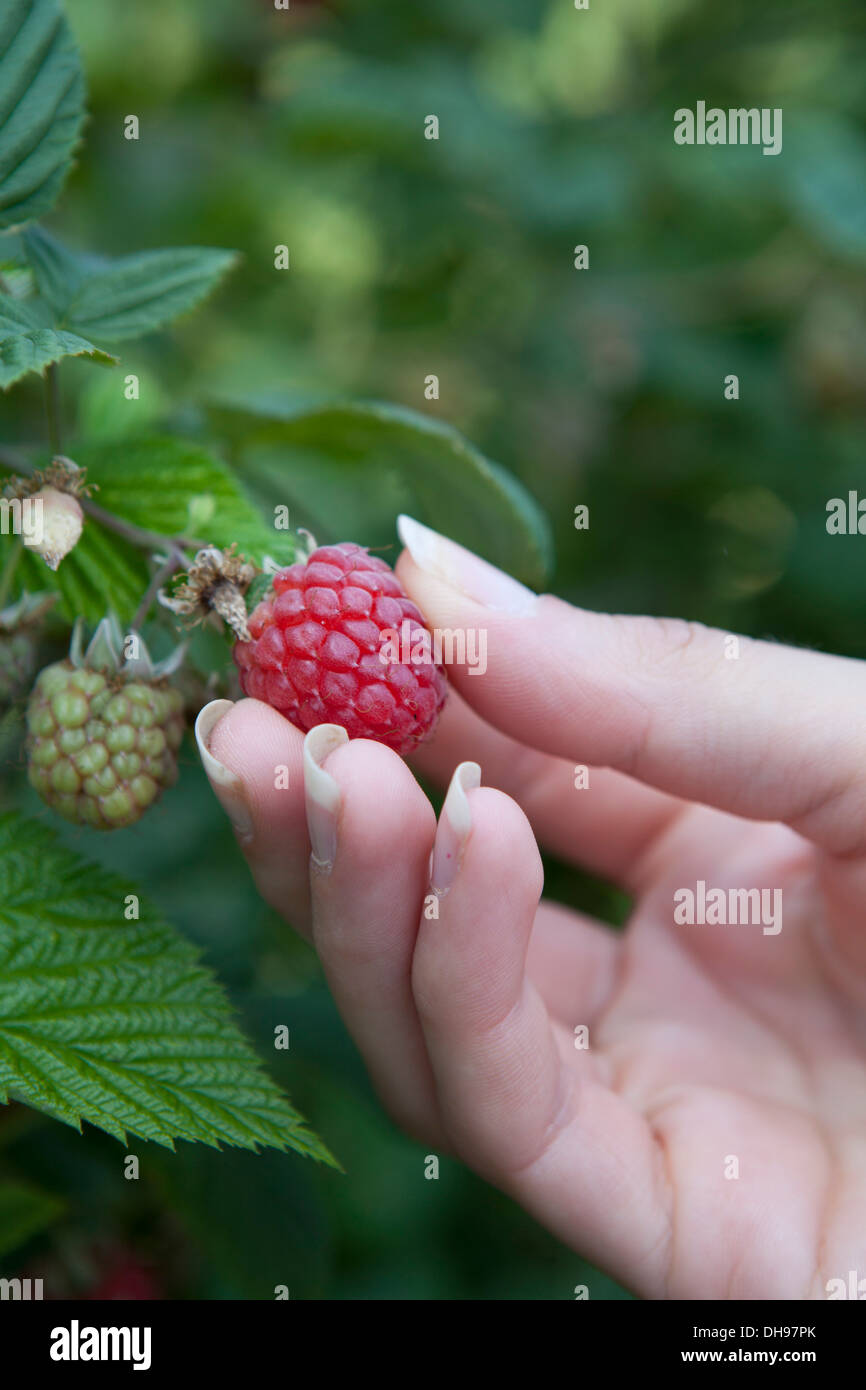 Raspberry picking hi-res stock photography and images - Alamy