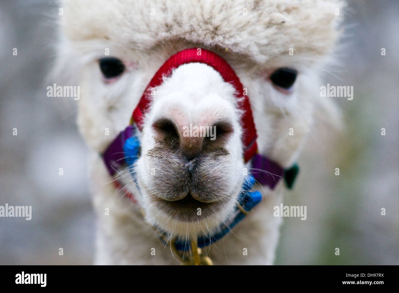Wooly llamas hi-res stock photography and images - Alamy
