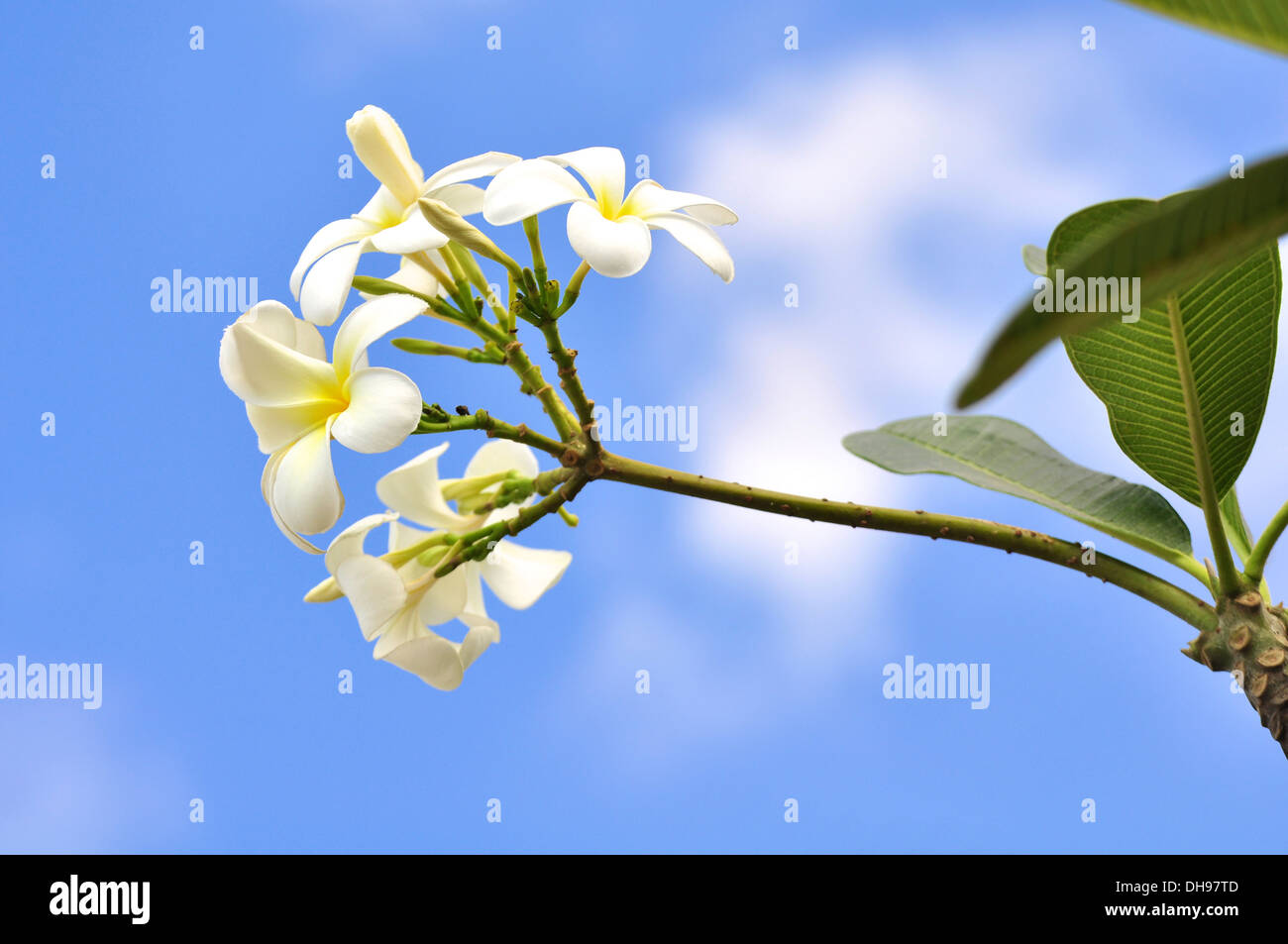 Frangipani plant hi-res stock photography and images - Alamy