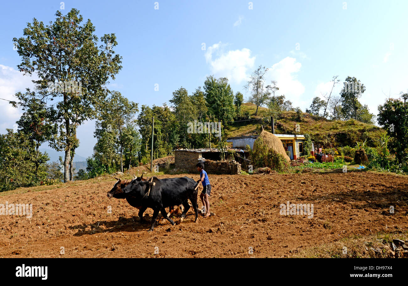 Traditional farming methods hi-res stock photography and images - Alamy