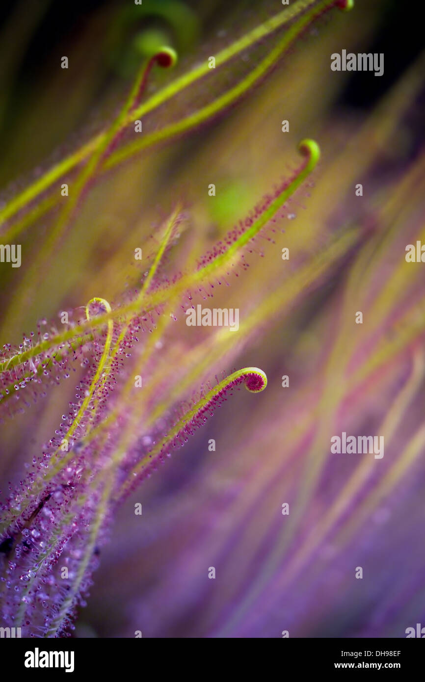 Carnivorous plant teeth hi-res stock photography and images - Alamy