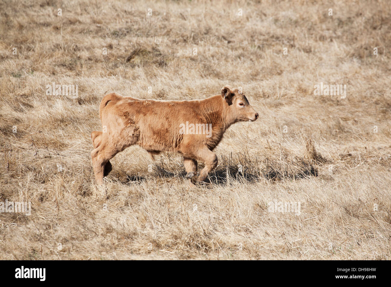 Young Calf Walking In A Brown Grass Field; Alberta, Canada Stock Photo ...