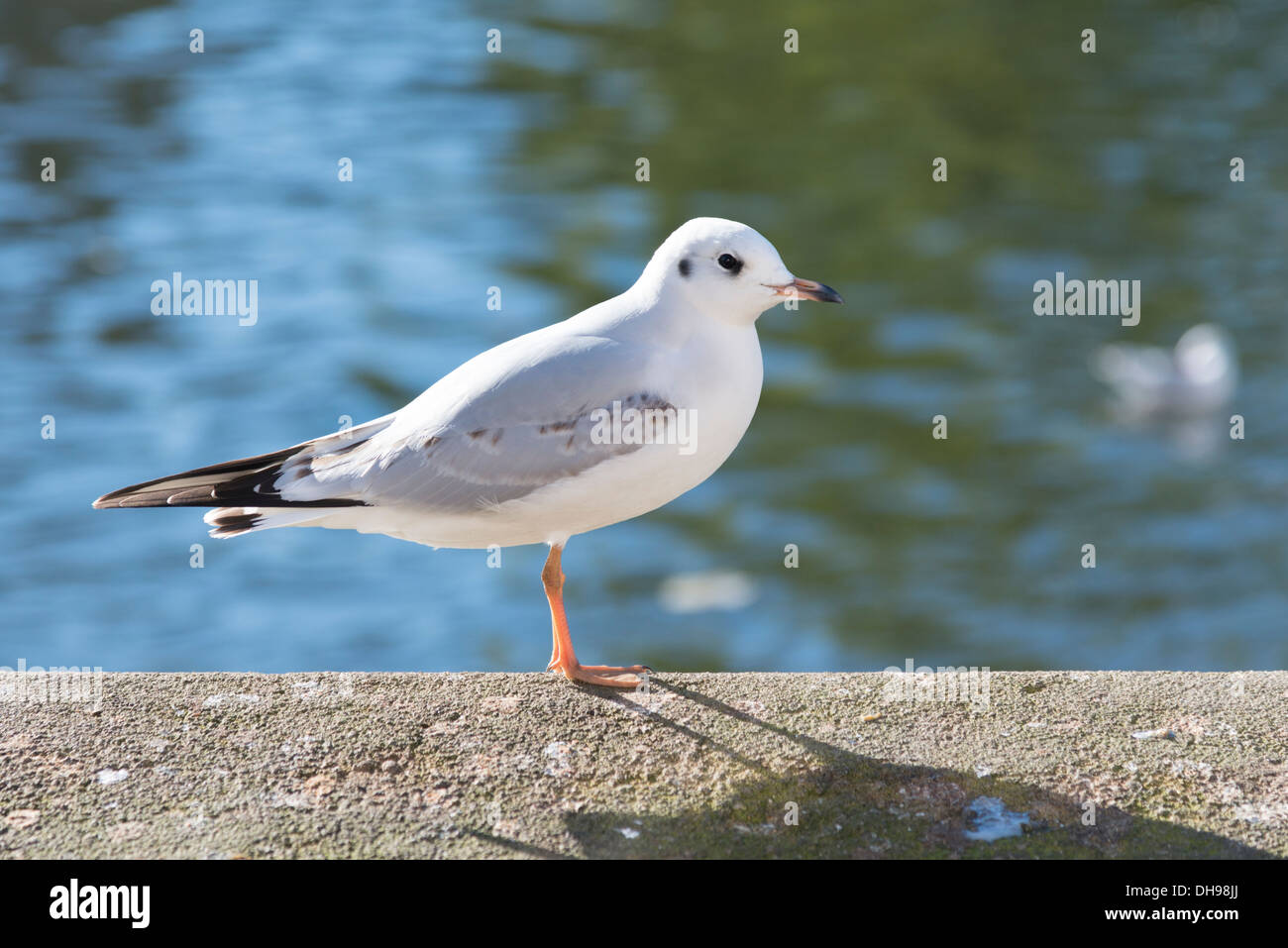 Common Gull Bird High Resolution Stock Photography and Images - Alamy