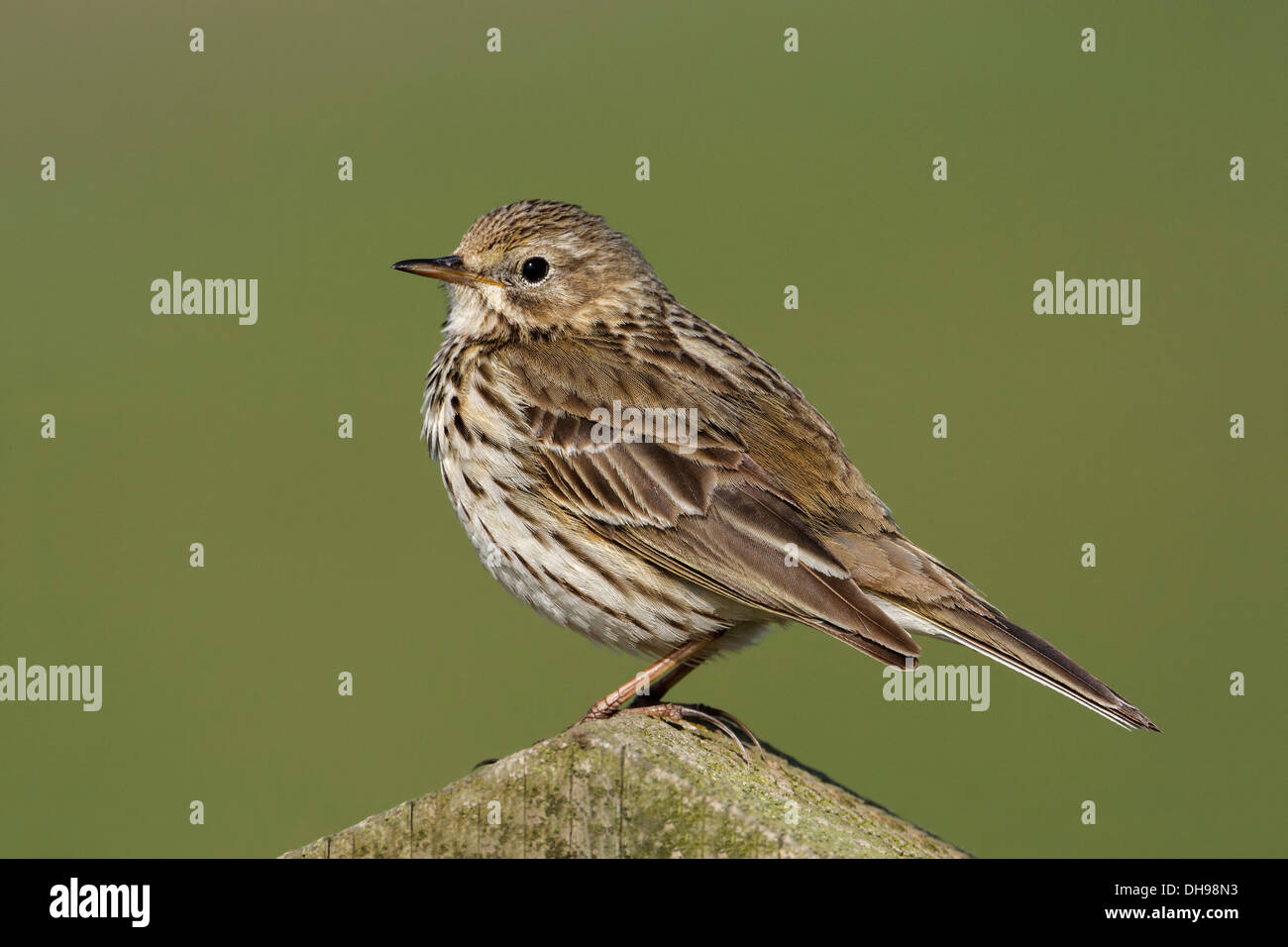 Small pipit hi-res stock photography and images - Alamy