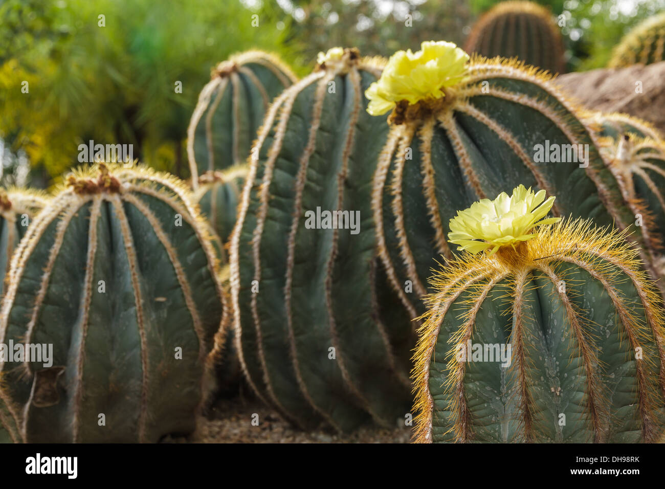 Prickly pear in full hi-res stock photography and images - Alamy