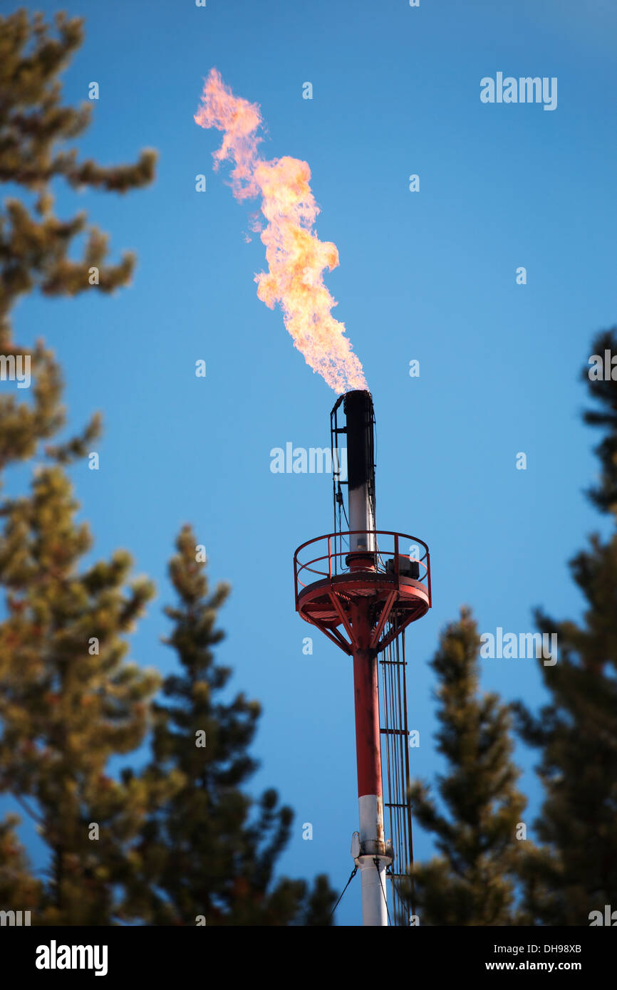 Close Up Of Gas Plant Flare Framed By Evergreen Trees With Gas Flaring ...