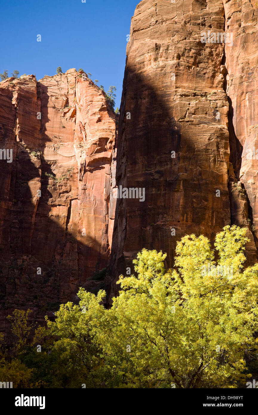 Fall color in Upper Zion Canyon, Zion National Park, Utah Stock Photo ...