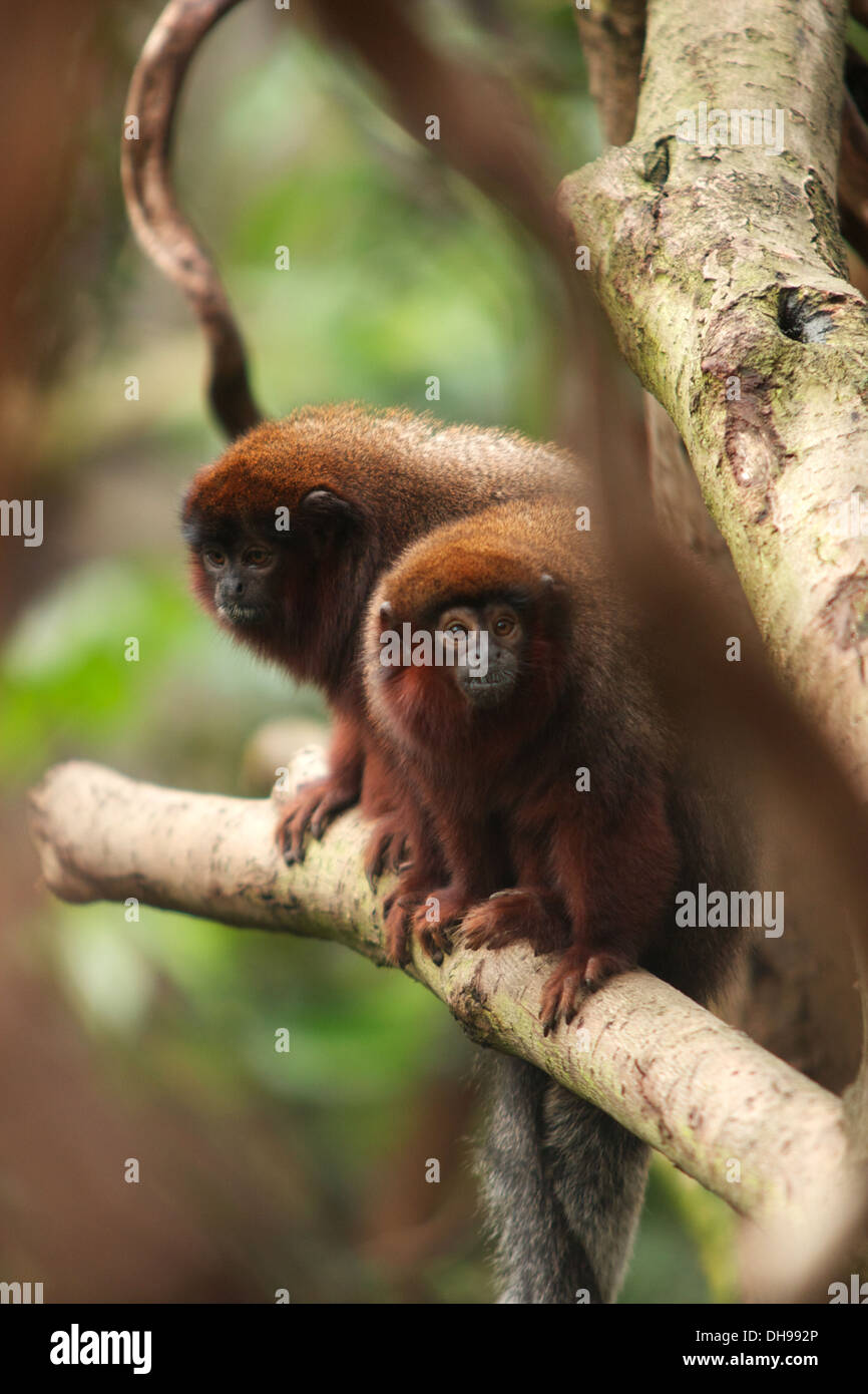 A pair of Red titi monkeys sit together on a branch at ZSL London Zoo ...