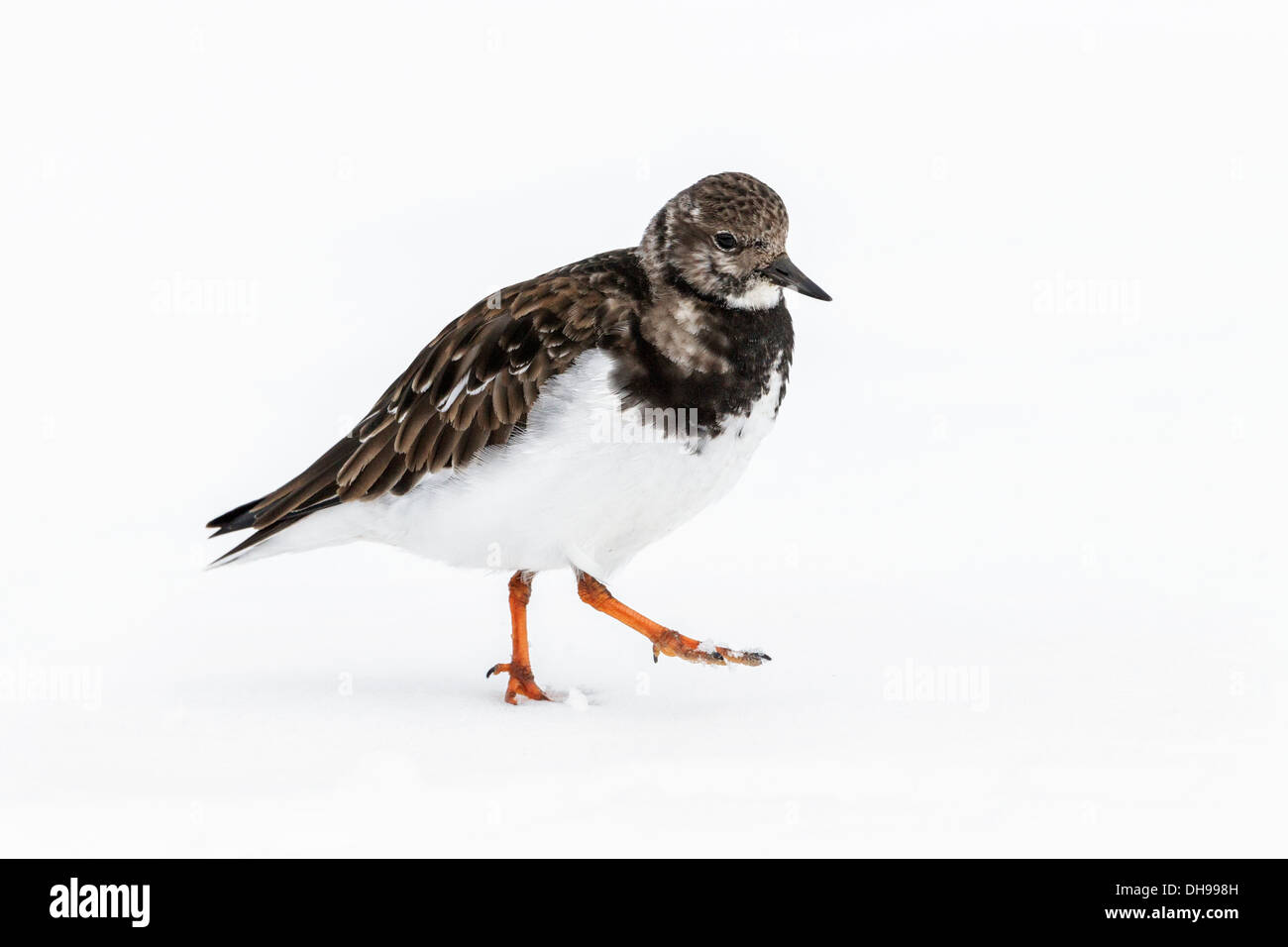 Turnstone Cut Out Stock Images & Pictures - Alamy