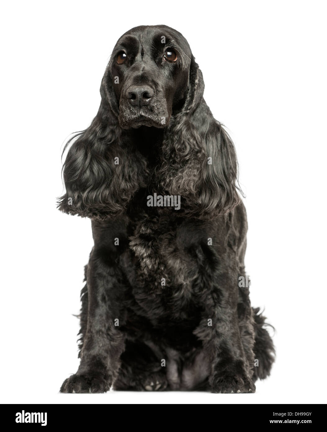 Cocker spaniel sitting hi-res stock photography and images - Alamy