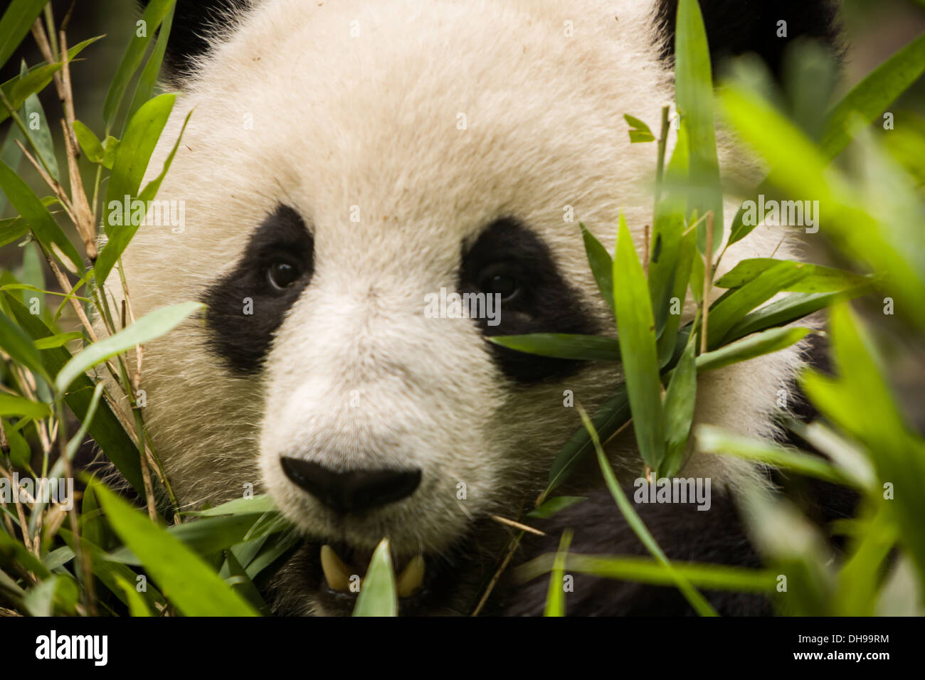 Panda bear peaks through bamboo leaves at Chengdu Research Base of ...