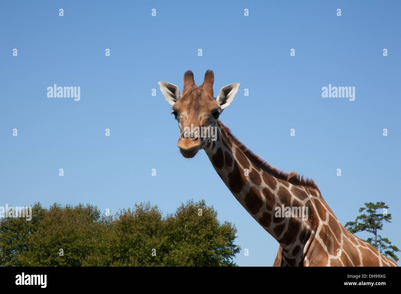 Giraffe in hi-res stock photography and images - Alamy