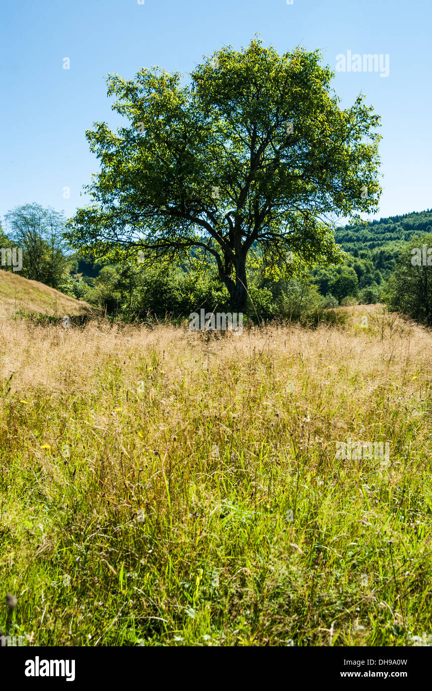 Isolated tree field hi-res stock photography and images - Alamy