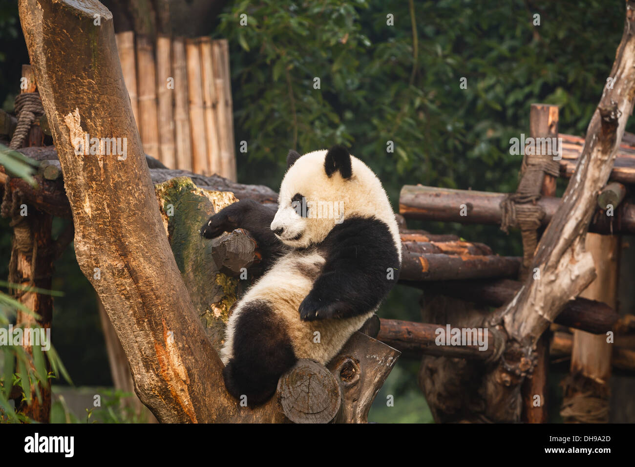 Panda bear cub sits in tree branch at Chengdu Research Base of Giant ...