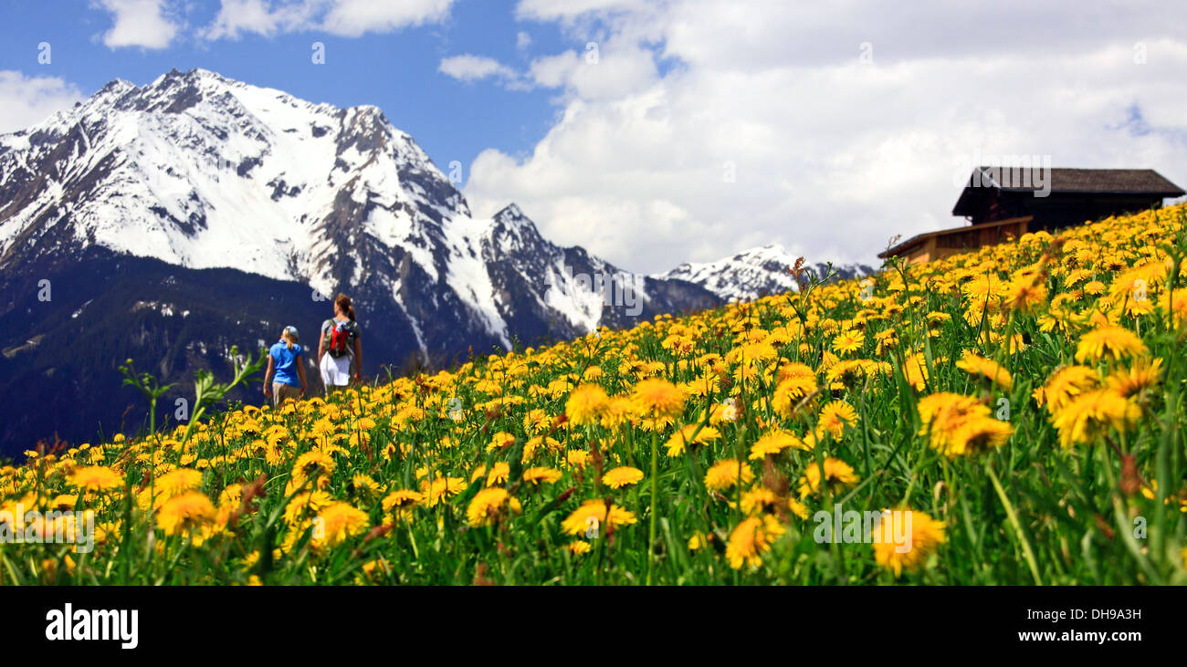 Austria tyrol meadow mountains flowers hi-res stock photography and ...