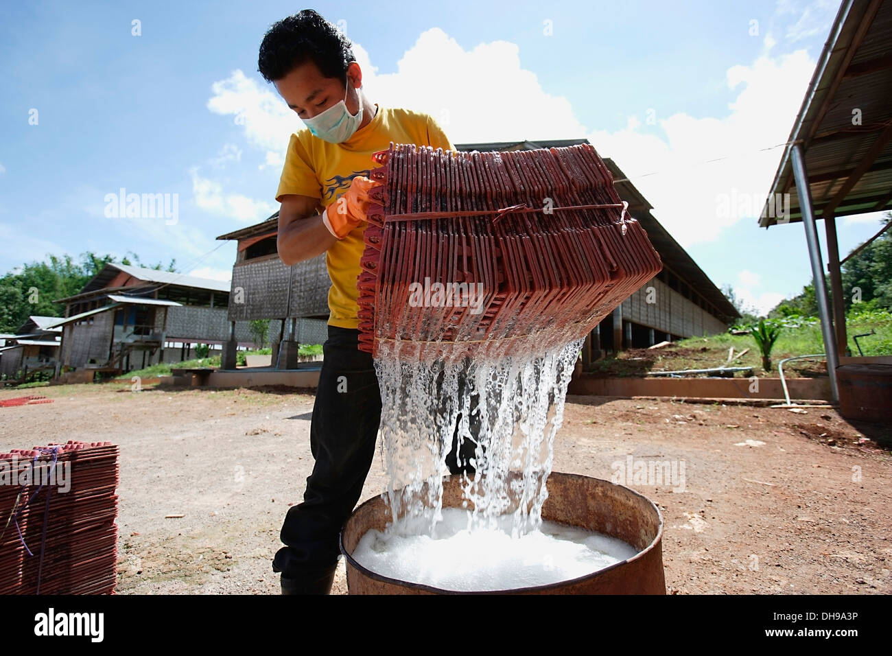 Bird flu hi-res stock photography and images - Alamy