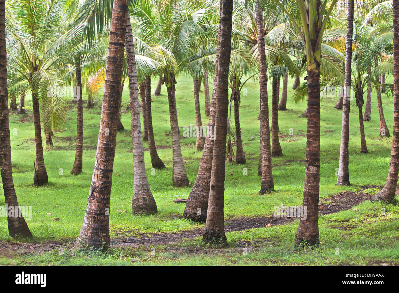 A Tropical Palm Grove Vacation Island Stock Photo - Alamy