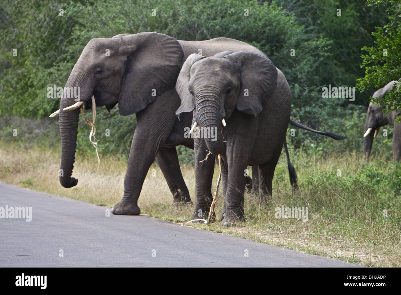 African scenes hi-res stock photography and images - Alamy
