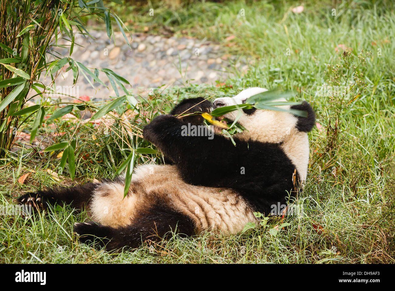 Panda bear laying on his back eating at Chengdu Research Base of Giant ...