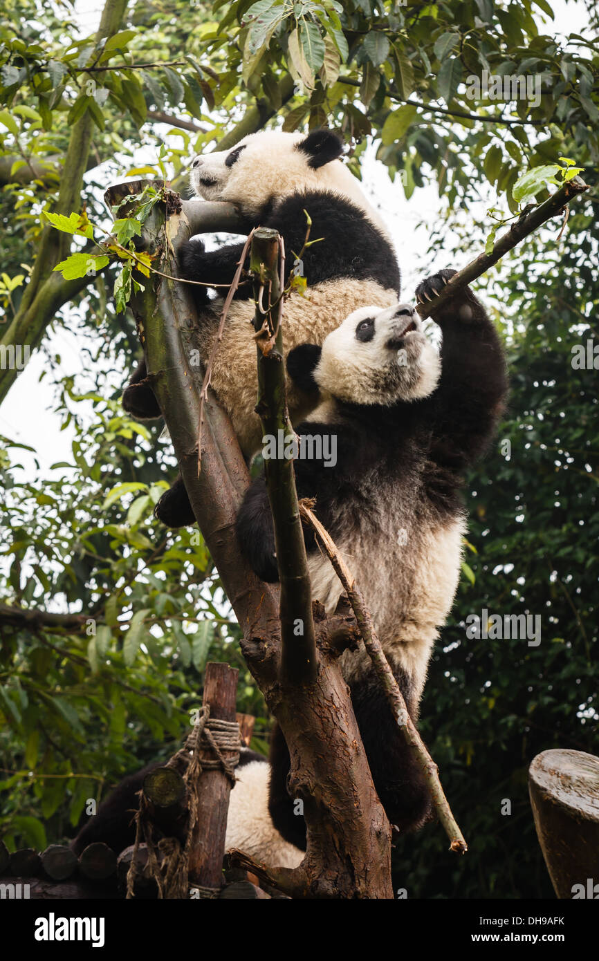 Panda bears climbing in trees at Chengdu Research Base of Giant Panda ...
