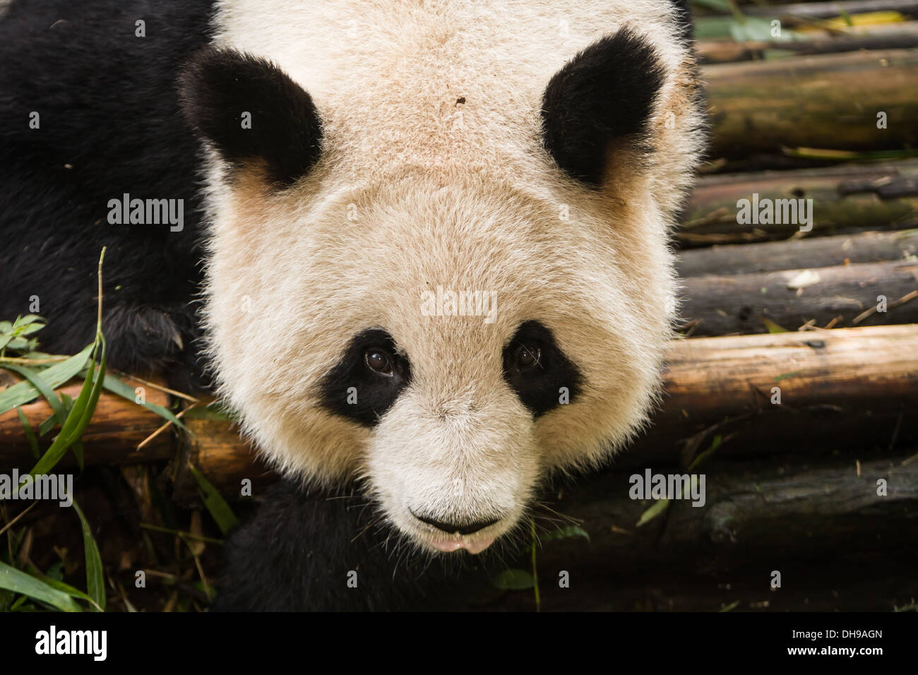 Panda bear stares closely at photographer in Chengdu Research Base of ...