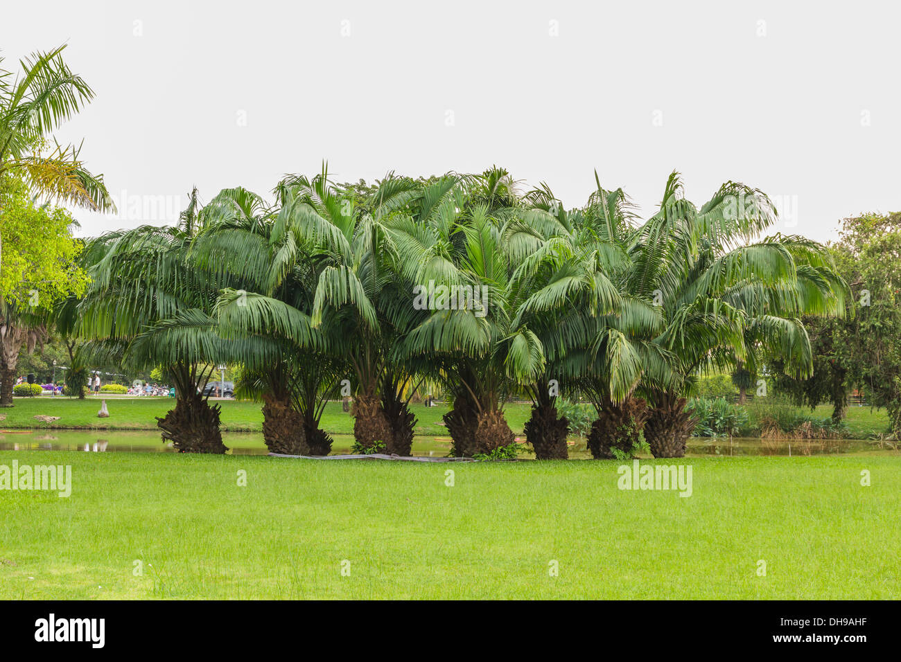 Group of palm trees Stock Photo - Alamy