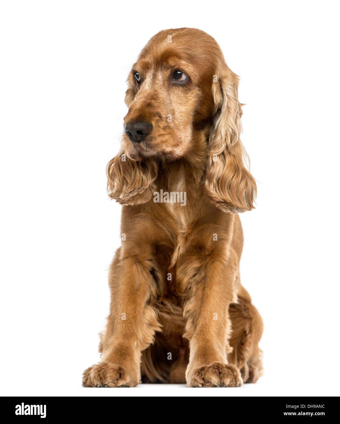 English Cocker Spaniel sitting, looking distrustful against white ...