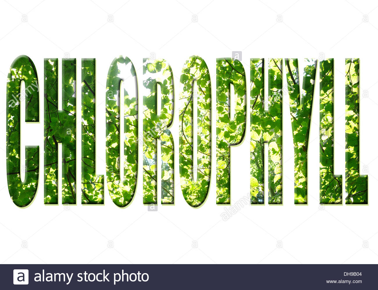 Chlorophyll Stock Photos & Chlorophyll Stock Images - Alamy