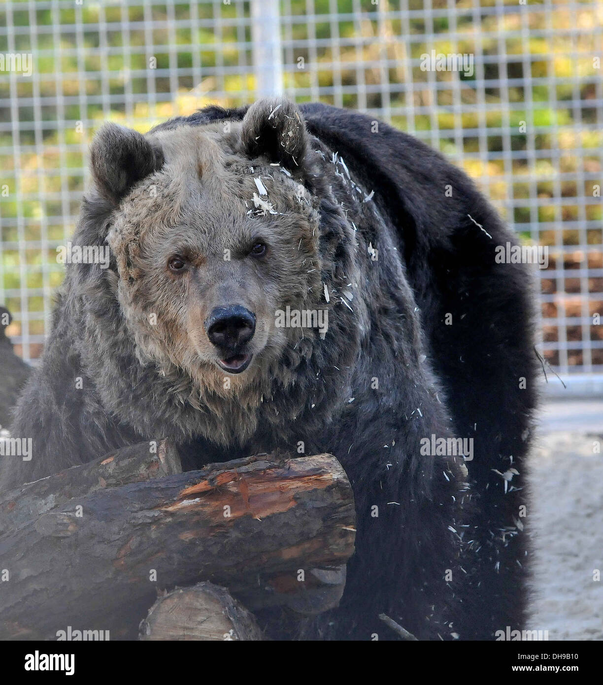 Rescued bears Peggy Carmen and Suzy were introduced to their new home ...