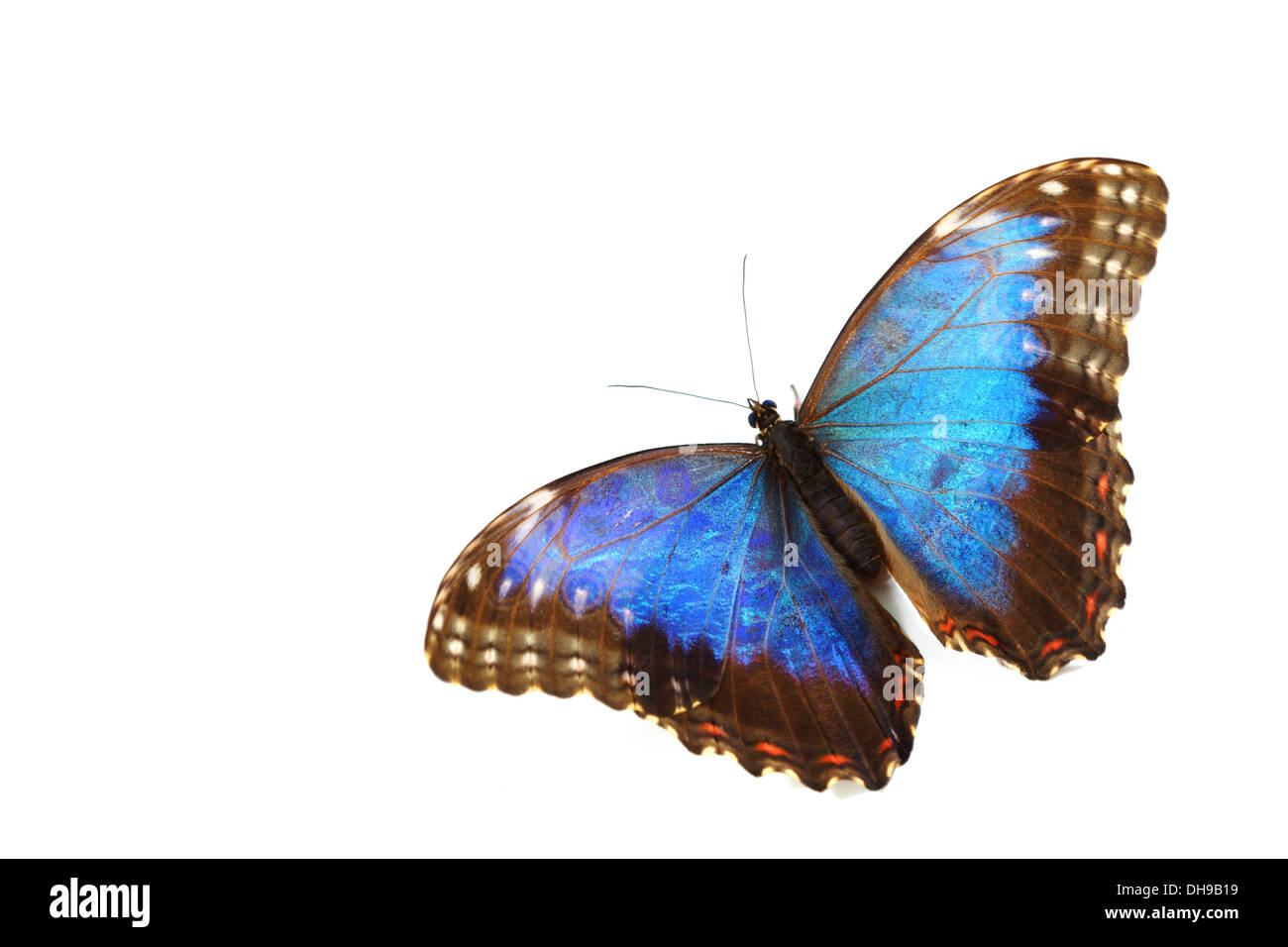 blue morpho isolated on white background Stock Photo - Alamy