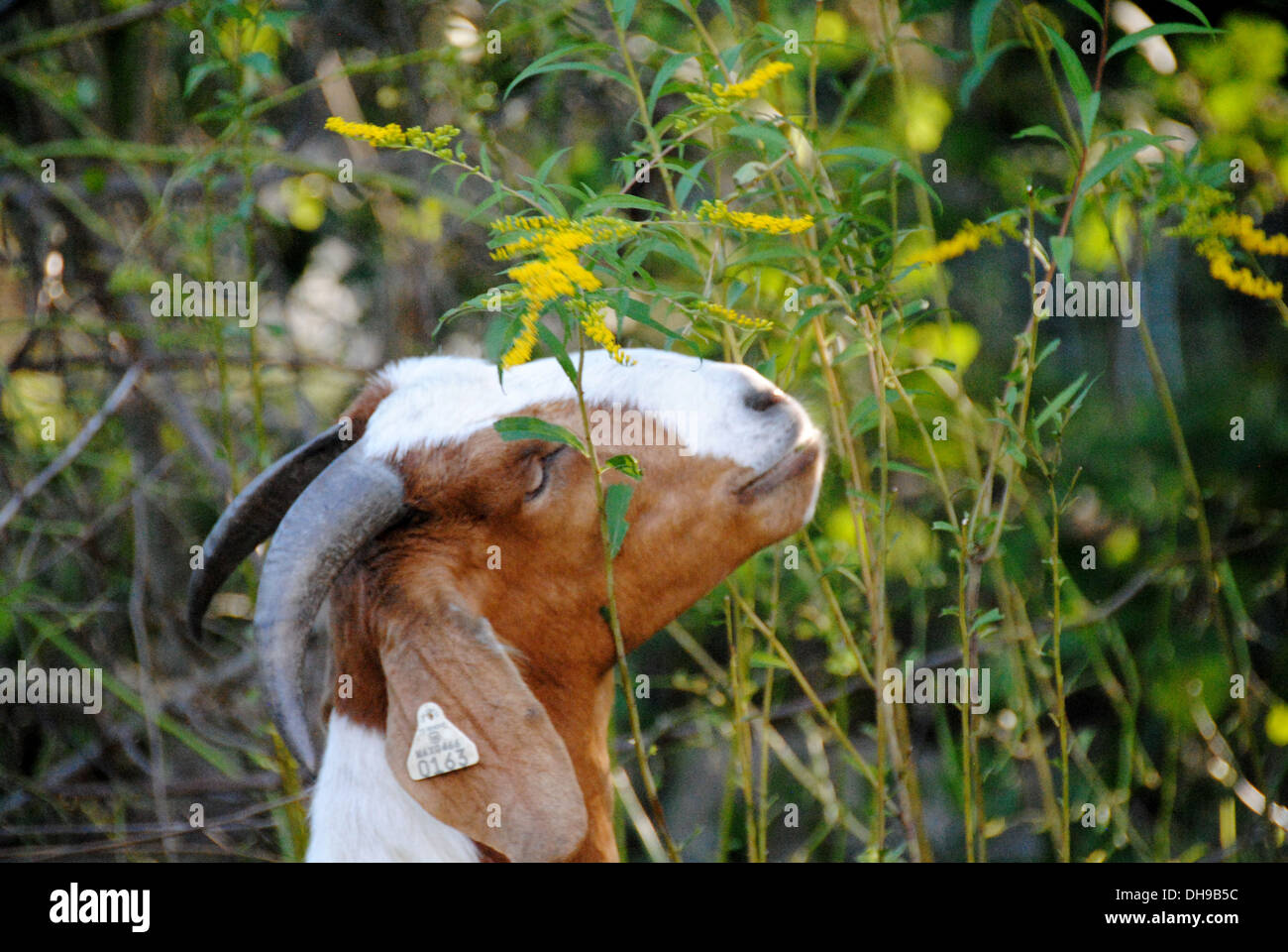 Goat moment - what is she thinking about? Carlisle, MA Stock Photo - Alamy